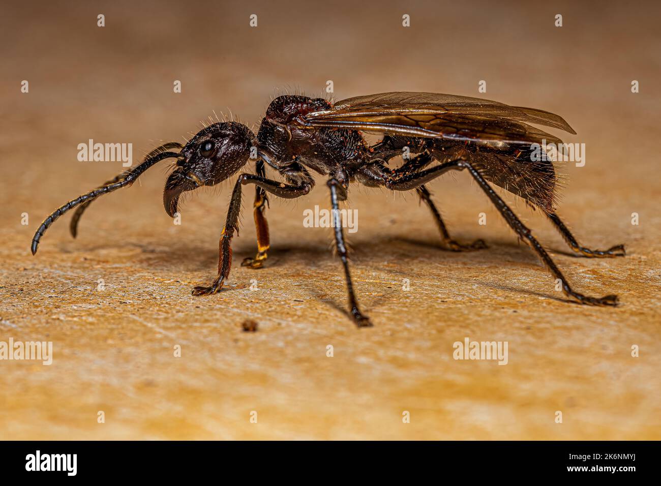 Adult Bullet Ant Queen of the species Paraponera clavata Stock Photo ...
