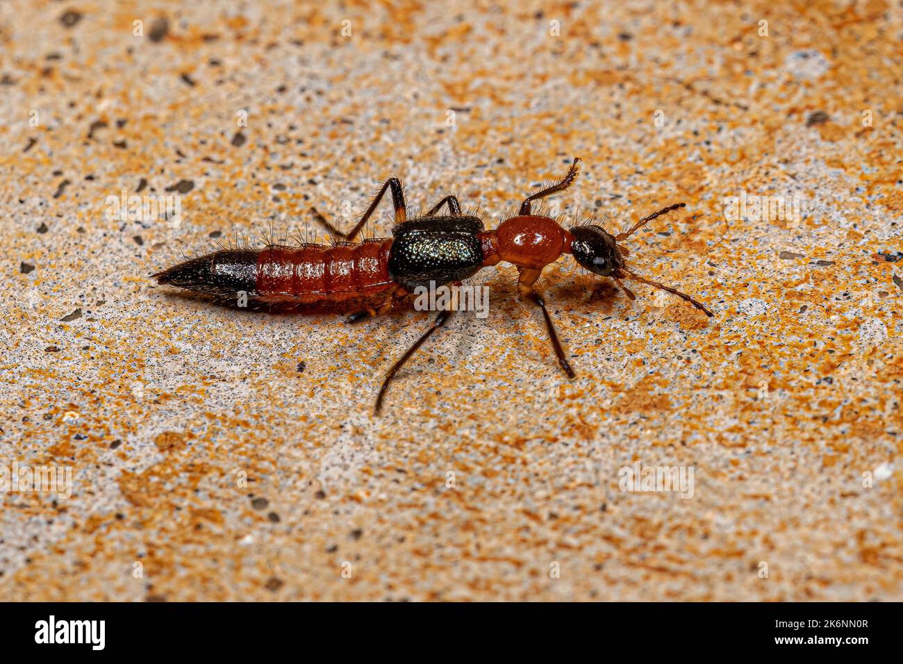 Adult Whiplash Beetle of the Genus Paederus Stock Photo - Alamy
