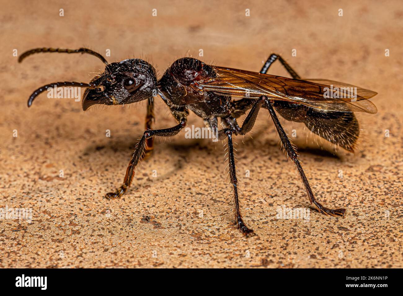Paraponera sting hi-res stock photography and images - Alamy