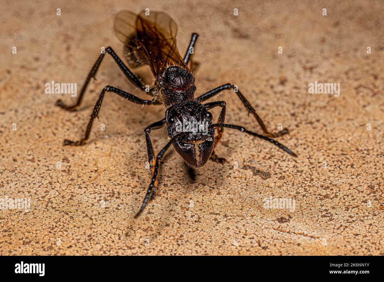 Adult Bullet Ant Queen of the species Paraponera clavata Stock Photo ...