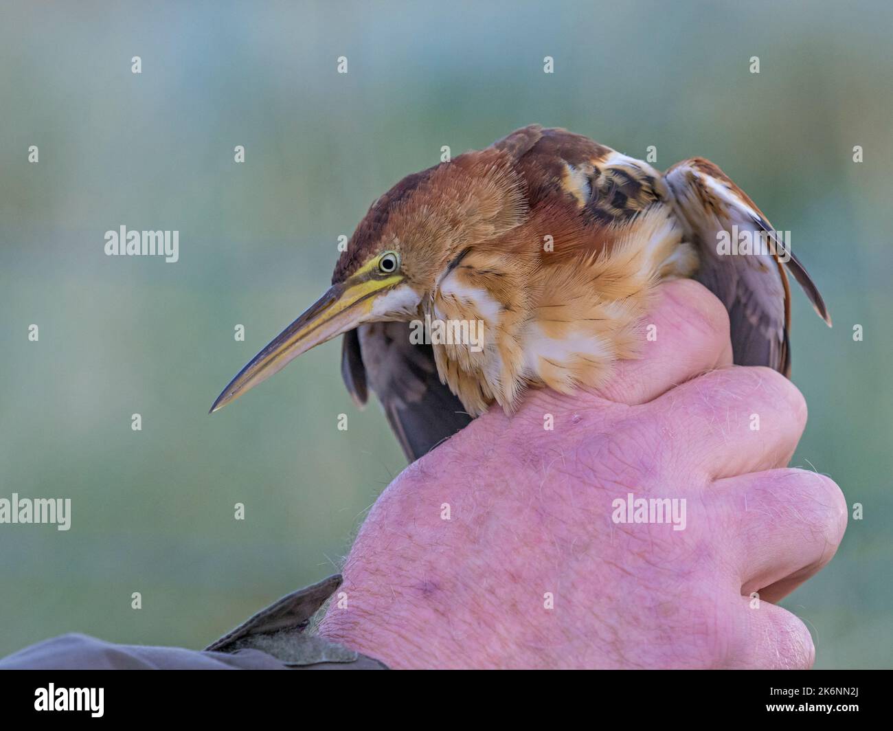 Least Bittern (Ixobrychus exilis) in hand, Scousburgh Sands, Mainland ...