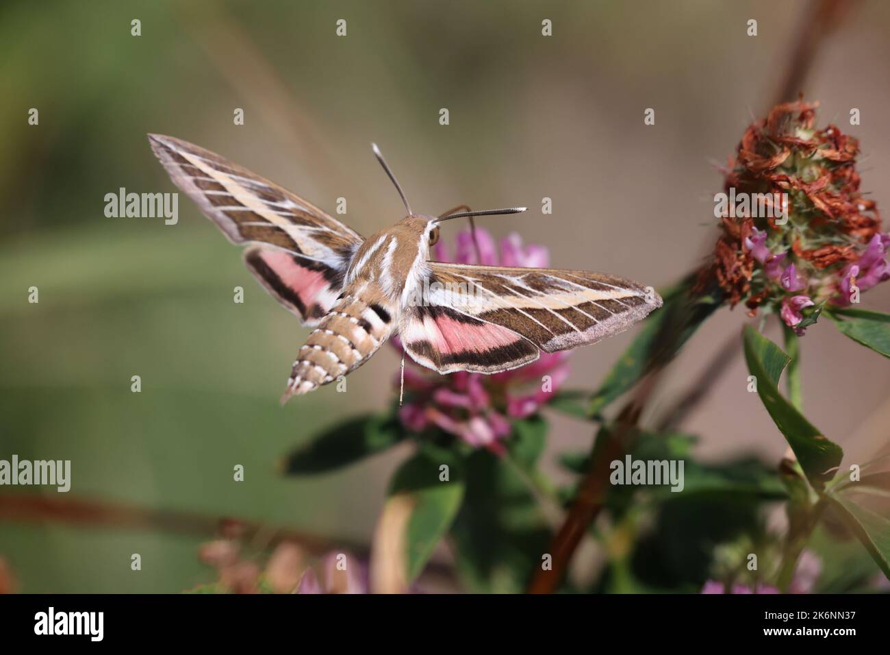 Striped hawk moth hi-res stock photography and images - Alamy