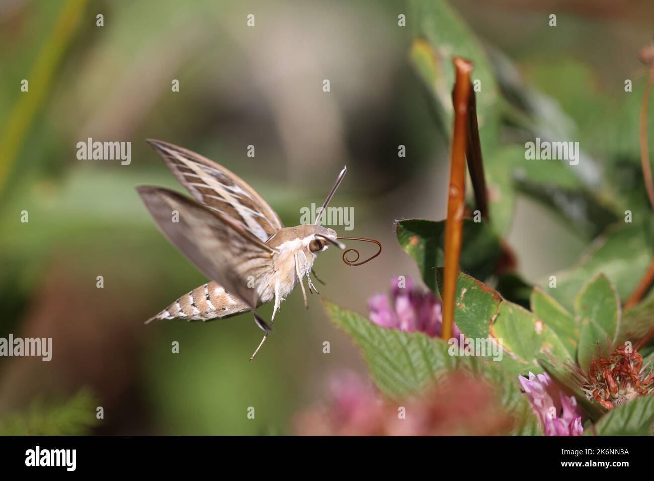 striped hawk-moth hovering over a pink red flower of a red clover Stock ...