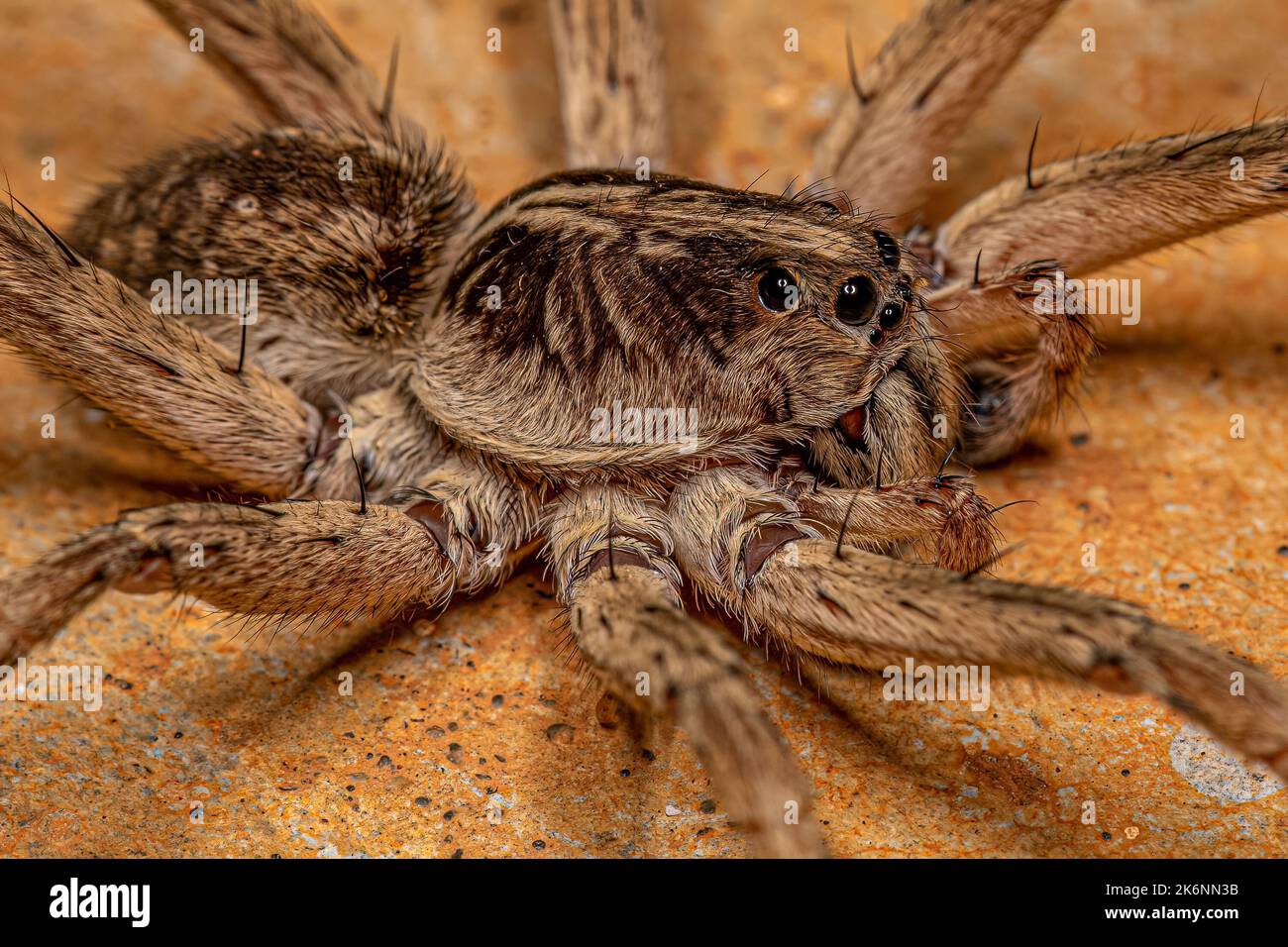 Adult Male Wolf Spider of the Family Lycosidae Stock Photo - Alamy