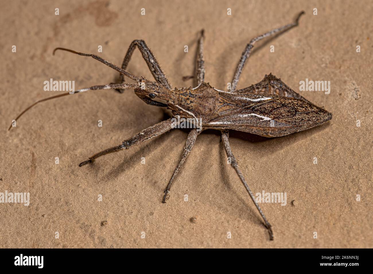 Adult Assassin Bug of the Genus Eupheno Stock Photo - Alamy