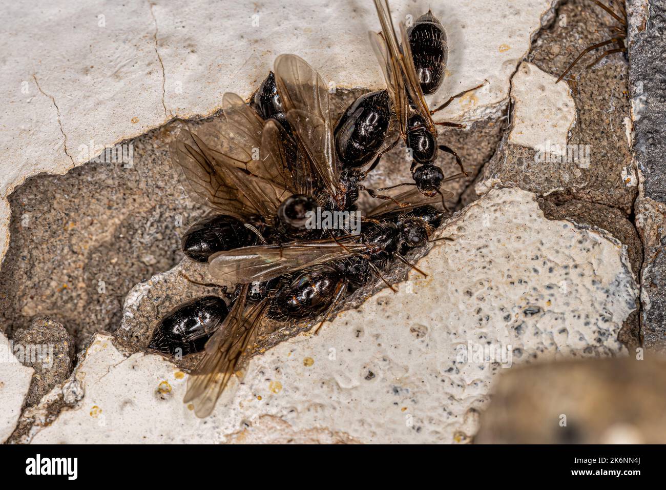 Adult Female Cocktail Ants of the Genus Crematogaster Stock Photo - Alamy