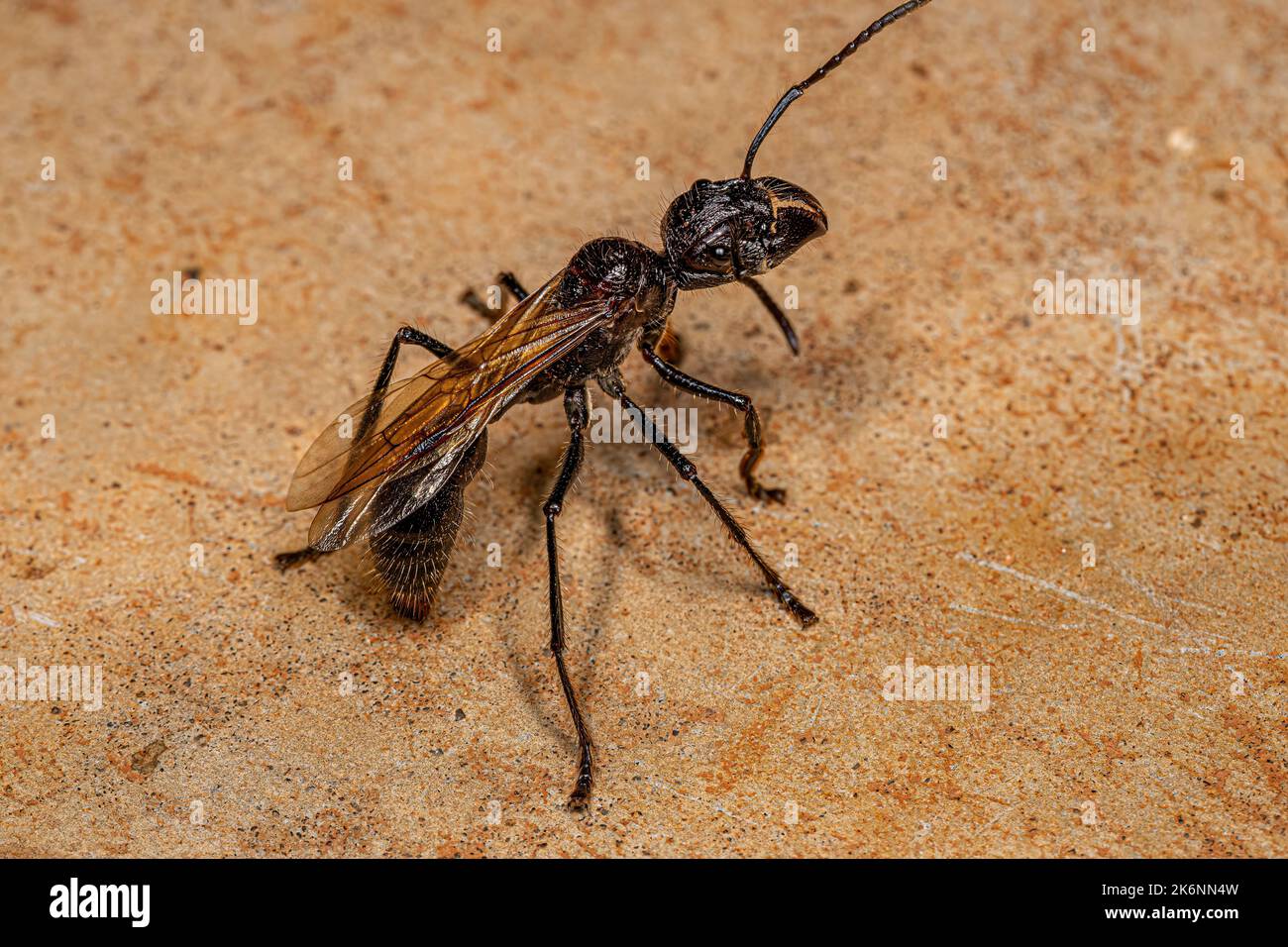 Adult Bullet Ant Queen of the species Paraponera clavata Stock Photo ...