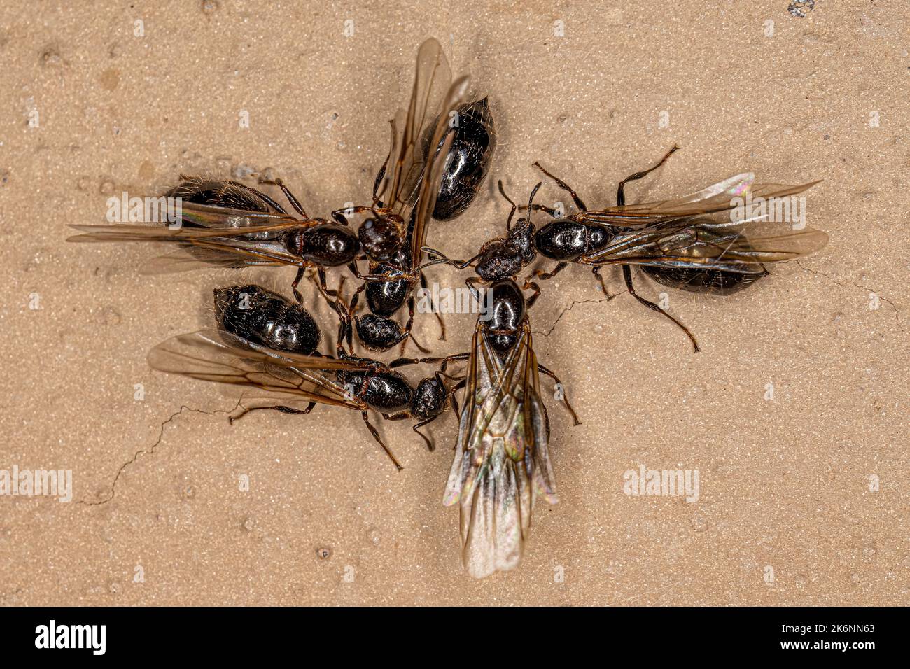 Adult Female Cocktail Ants of the Genus Crematogaster Stock Photo - Alamy