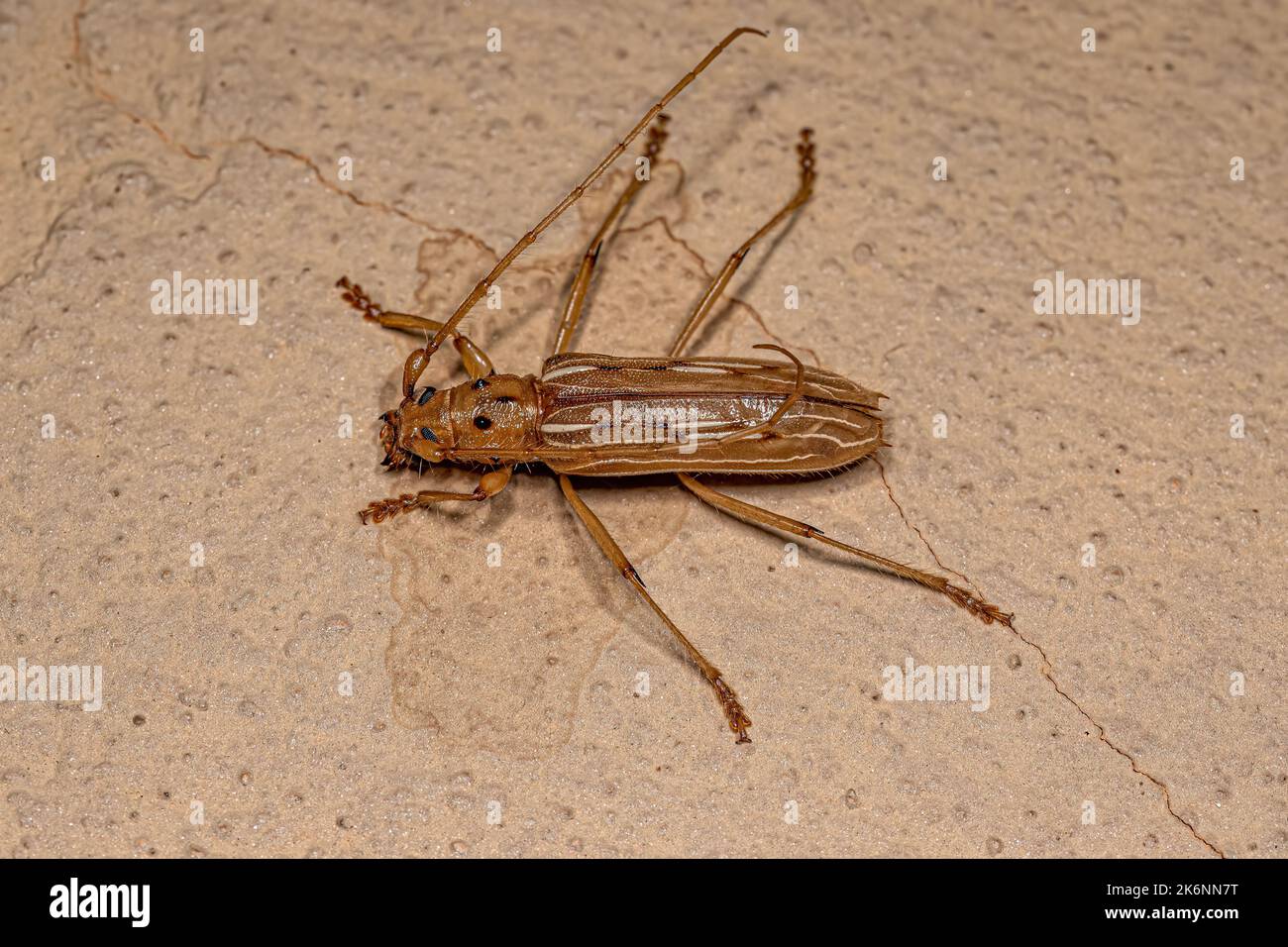 Cucujiform beetle hi-res stock photography and images - Alamy