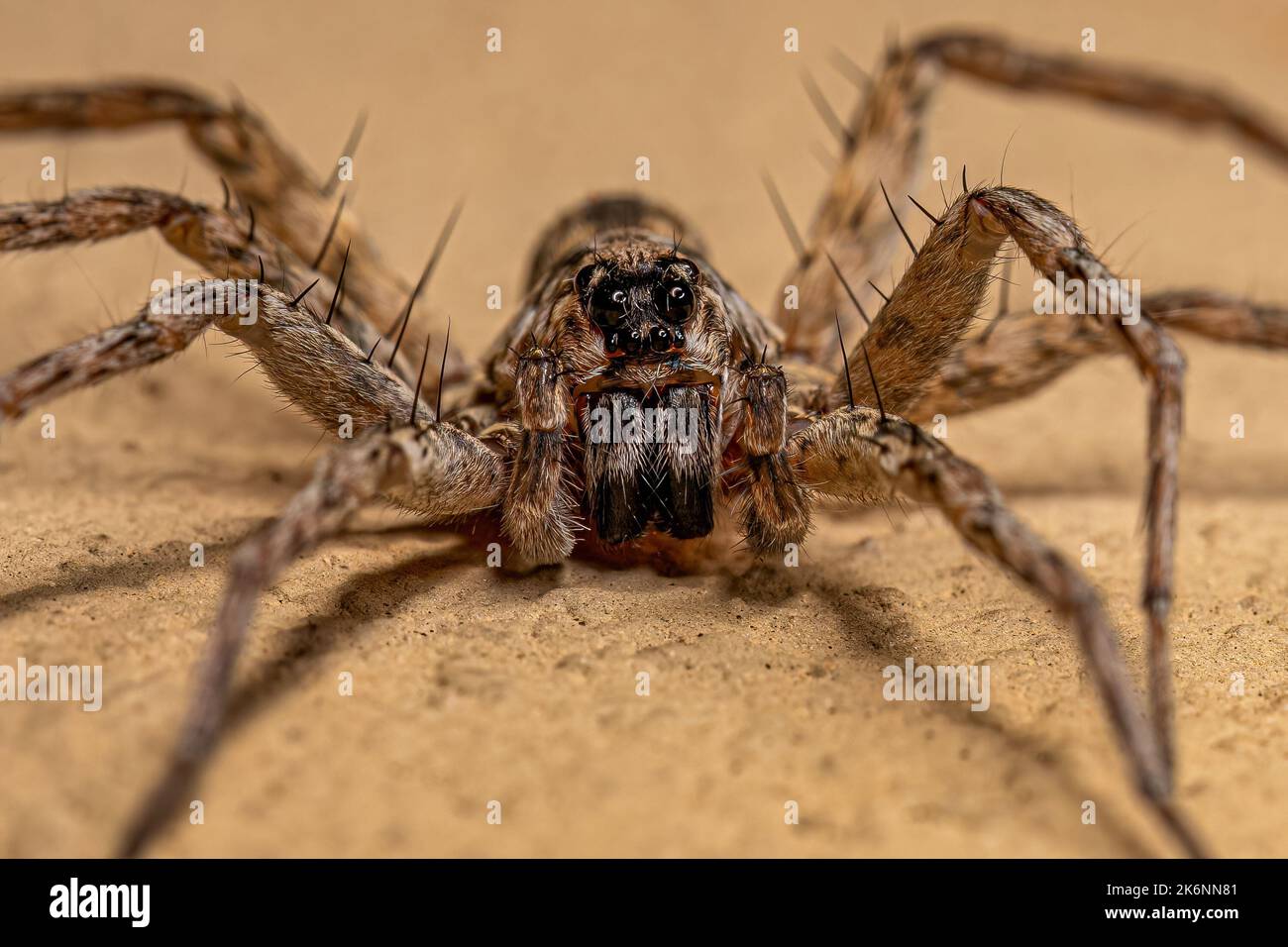 Adult Male Wolf Spider of the Family Lycosidae Stock Photo - Alamy
