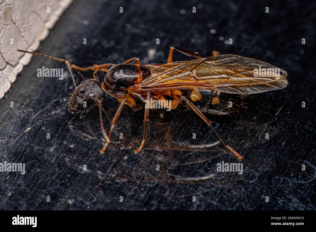 Adult Female Carpenter Queen Ant of the genus Camponotus Stock Photo ...