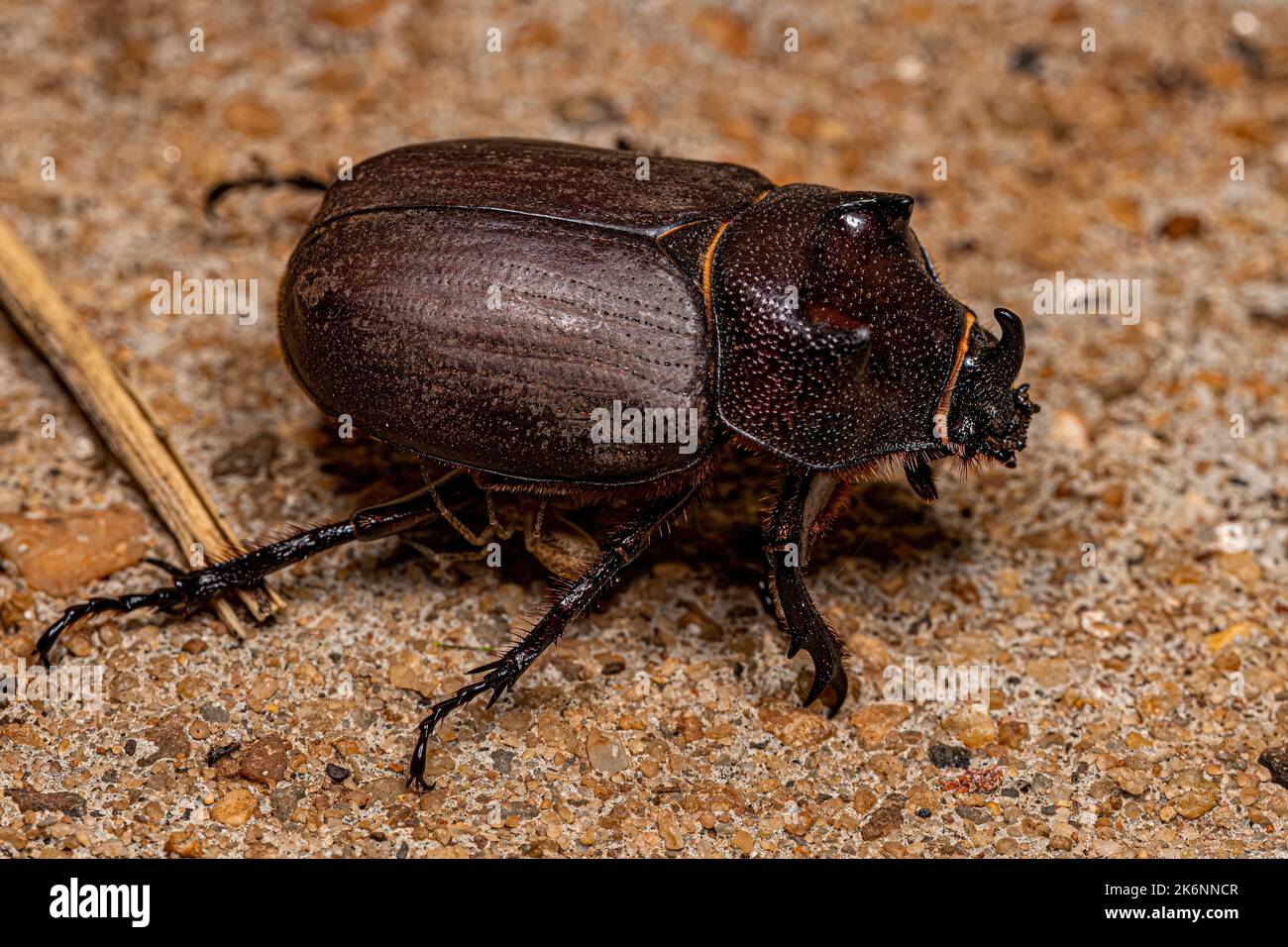 Adult Rhinoceros Beetle of the genus Coelosis Stock Photo - Alamy