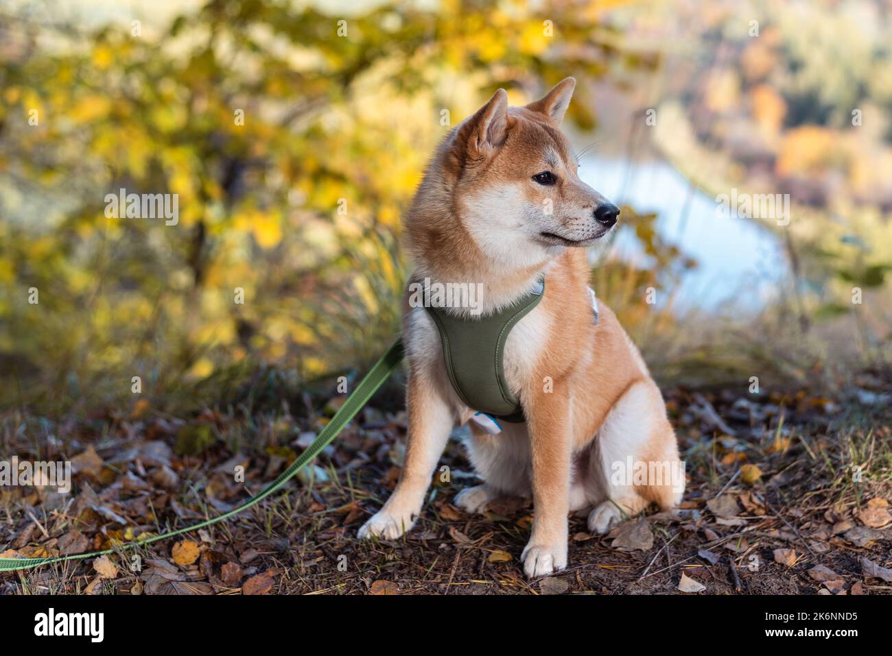 Six month old red shiba inu puppy is sitting on the hill at Gauja ...