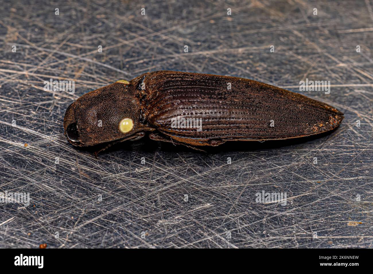 Pyrophorini hi-res stock photography and images - Alamy