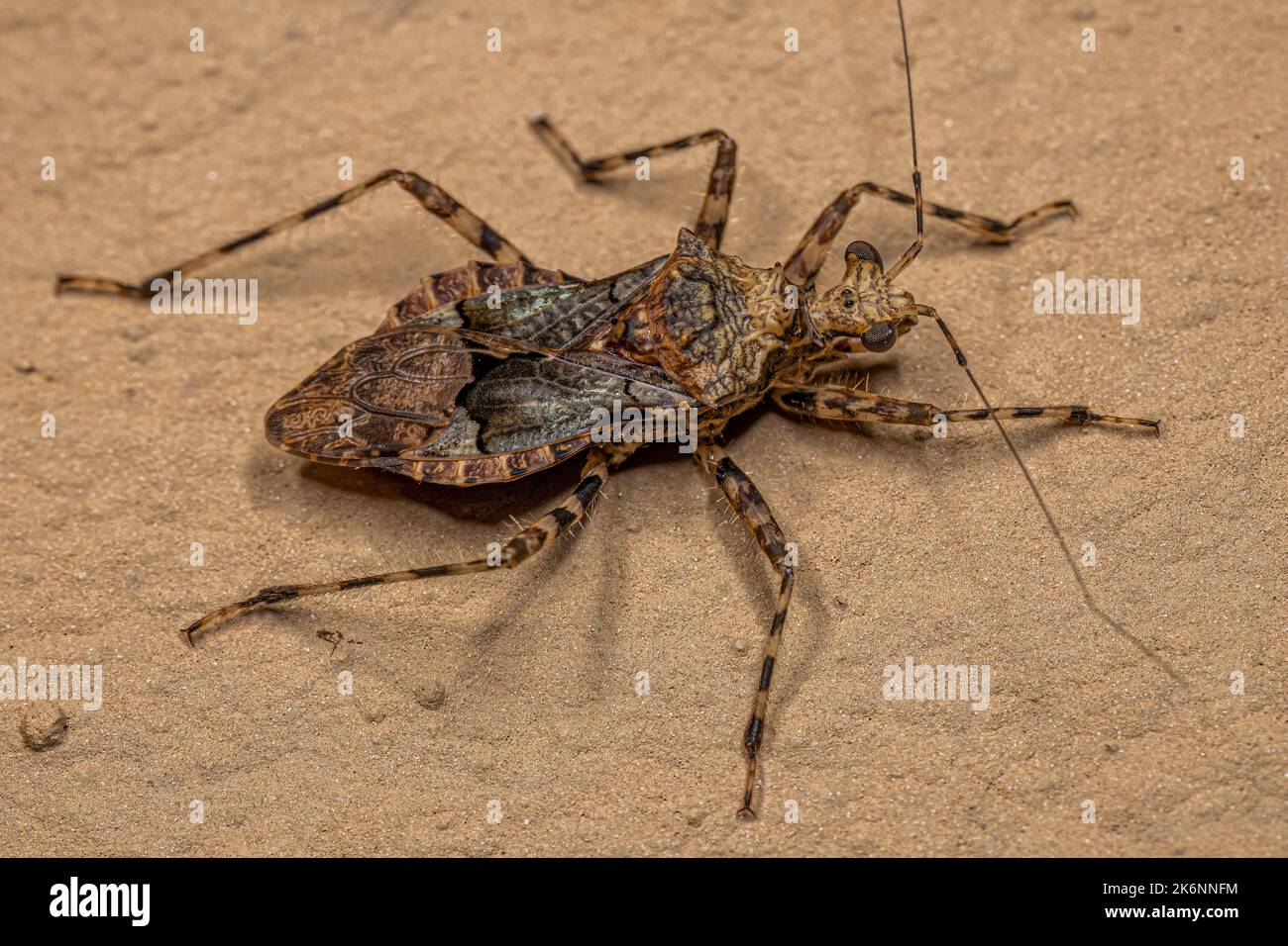Adult Assassin Bug of the Genus Eupheno Stock Photo - Alamy