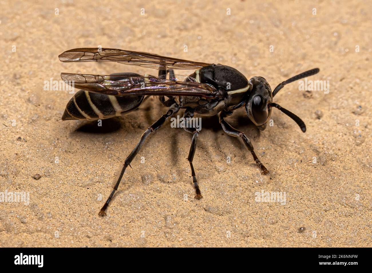 Adult Long-waisted Honey Wasp of the Subgenus Myrapetra Stock Photo - Alamy