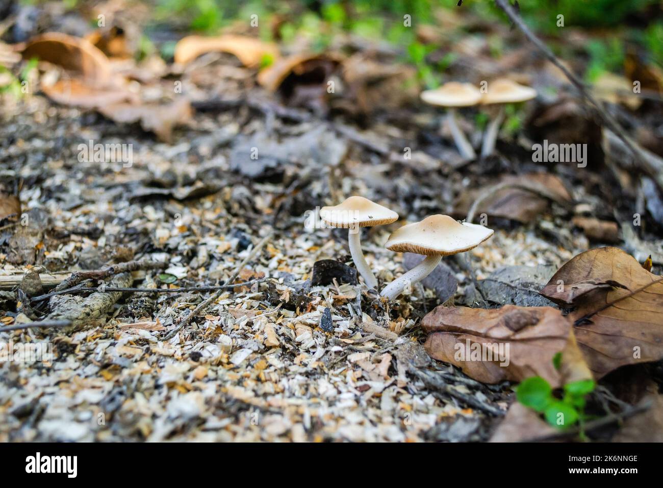 Mushrooms growing in the forest in the autumn Stock Photo - Alamy
