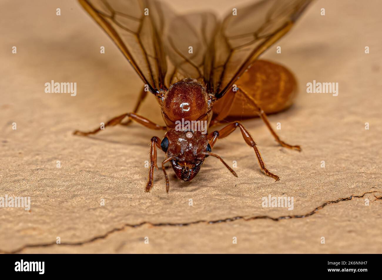 Adult Female Winged Thief Queen Ant of the Genus Carebara Stock Photo ...