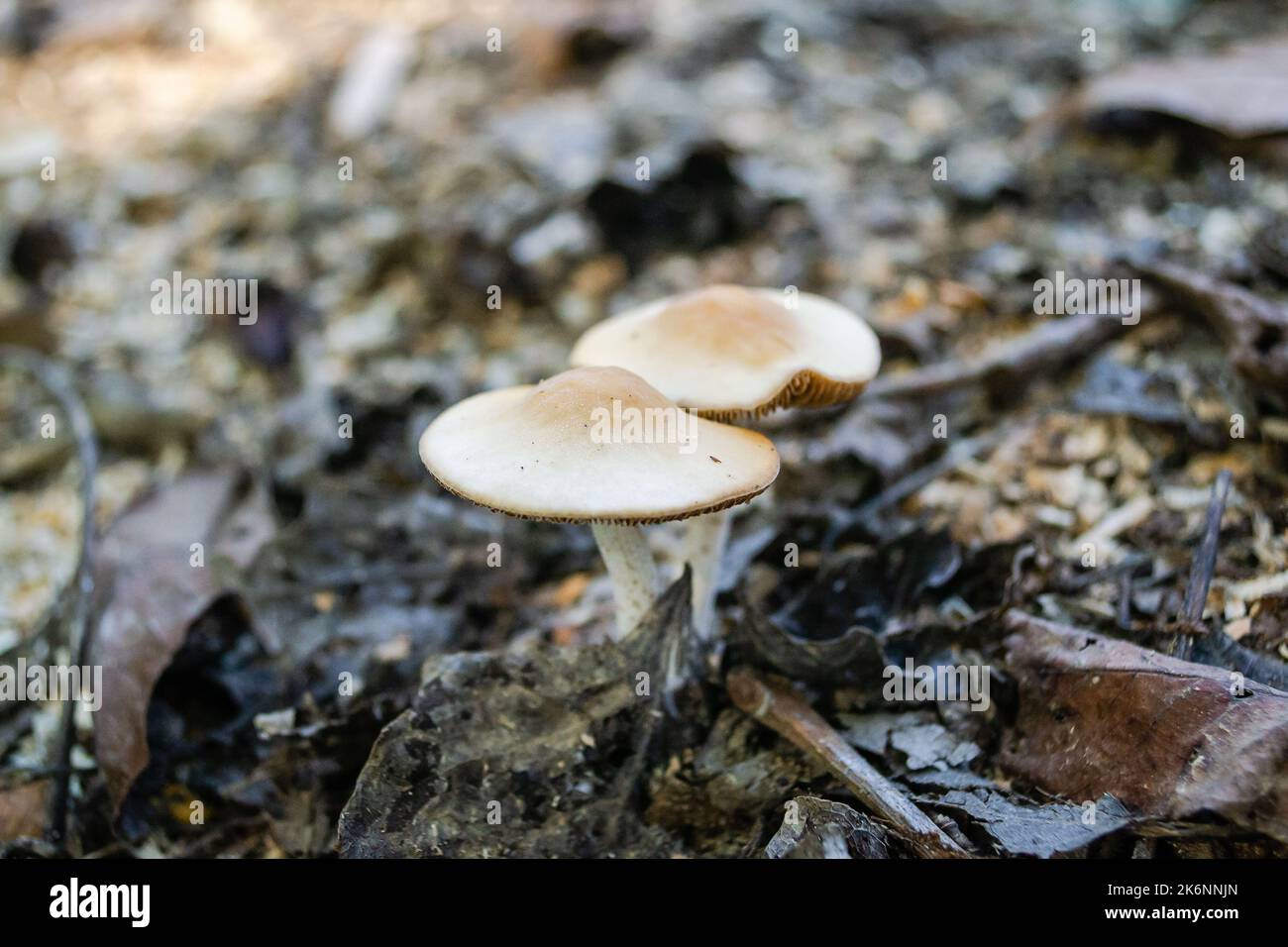 Mushrooms growing in the forest in the autumn Stock Photo - Alamy