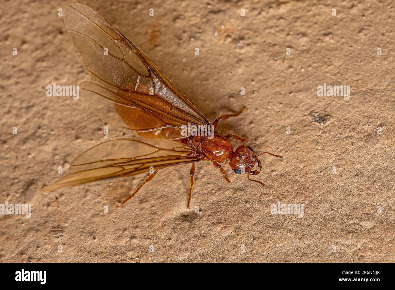 Adult Female Winged Thief Queen Ant of the Genus Carebara Stock Photo ...