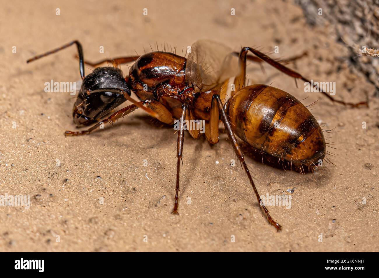 Adult Female Carpenter Queen Ant of the genus Camponotus Stock Photo ...
