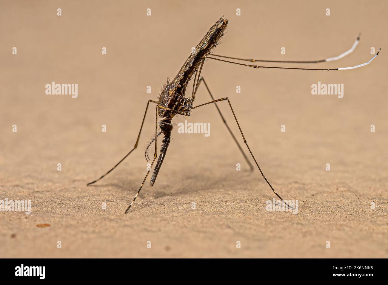 Adult Malaria Mosquito of the Species Anopheles evansae Stock Photo - Alamy