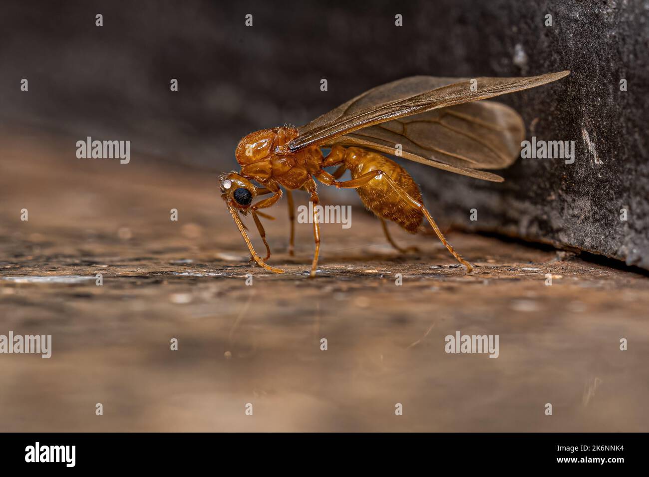 Carebara ant hi-res stock photography and images - Alamy