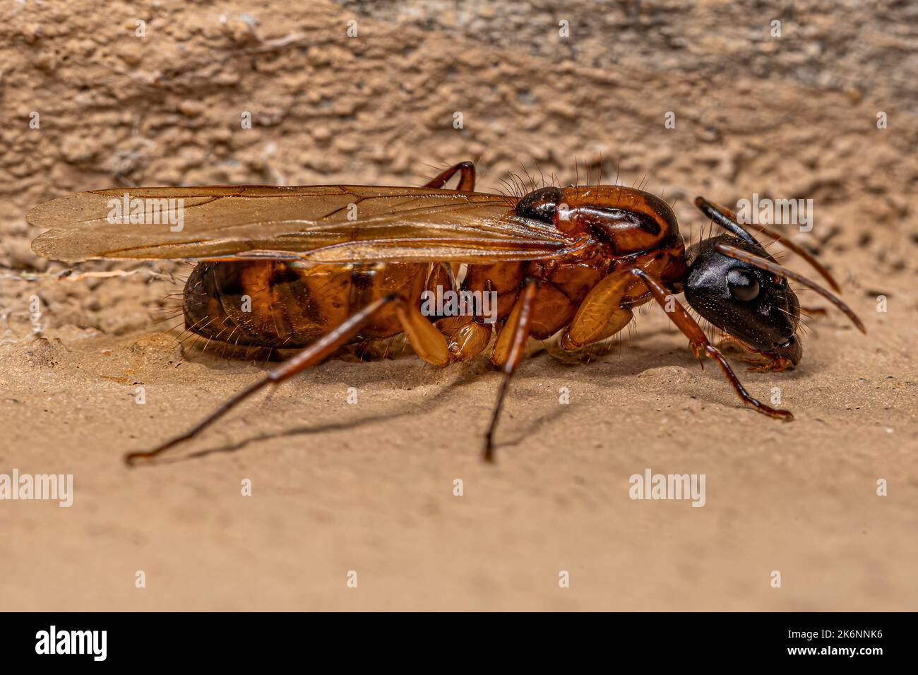 Adult Female Carpenter Queen Ant of the genus Camponotus Stock Photo ...