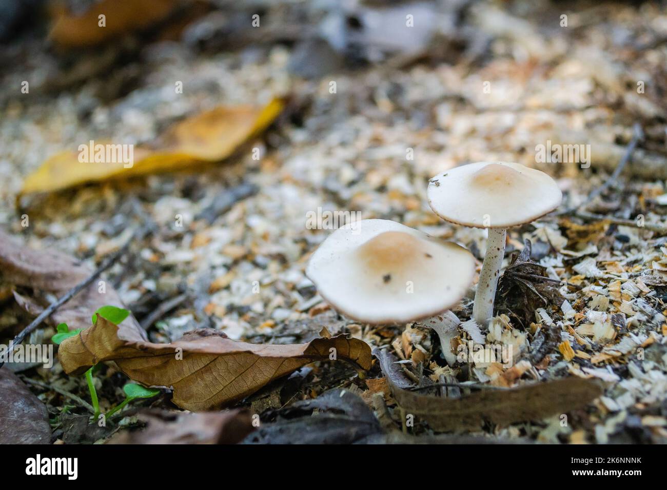 Mushrooms growing in the forest in the autumn Stock Photo - Alamy
