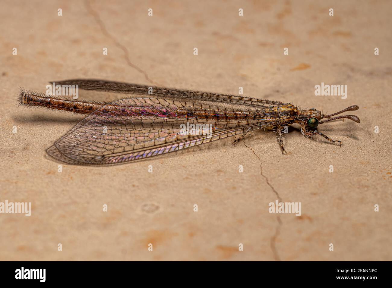 Adult Antlion Insect of the Family Myrmeleontidae Stock Photo - Alamy