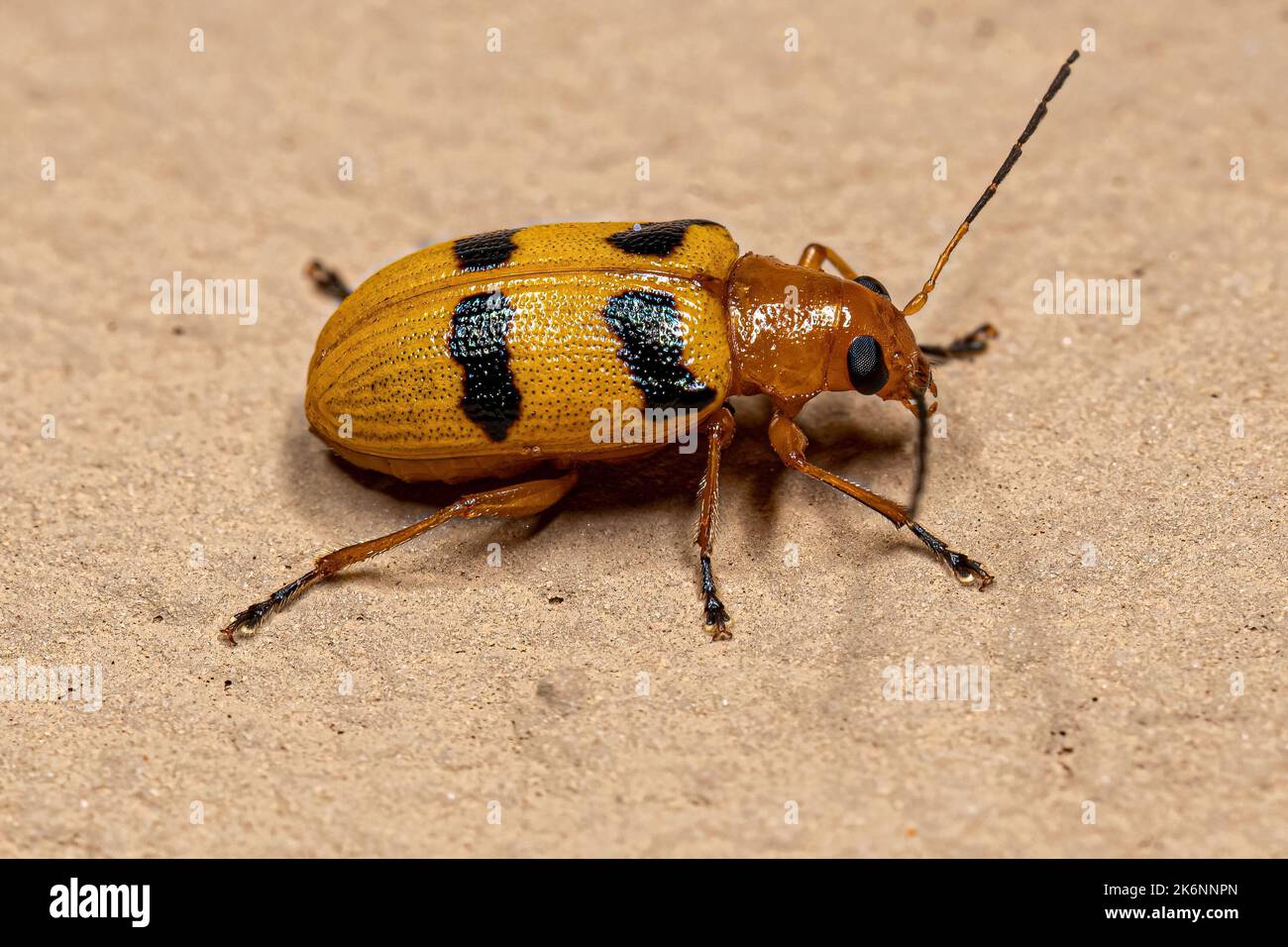 Parallela hi-res stock photography and images - Alamy