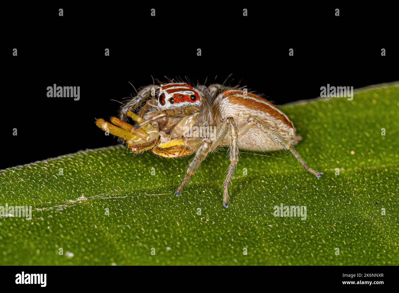 Adult Female Jumping Spider of the Genus Chira preying on a female crab ...