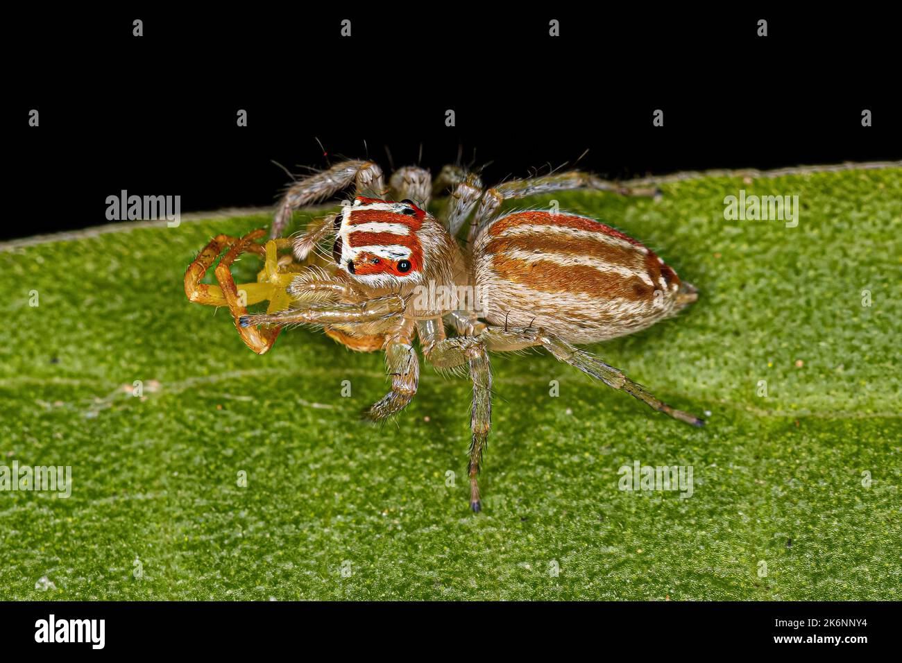 Adult Female Jumping Spider of the Genus Chira preying on a female crab ...