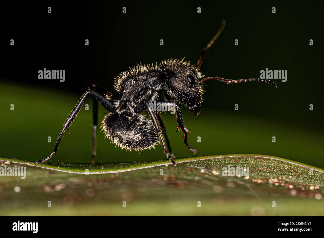 Adult Female Carpenter Ant of the genus Camponotus Stock Photo - Alamy
