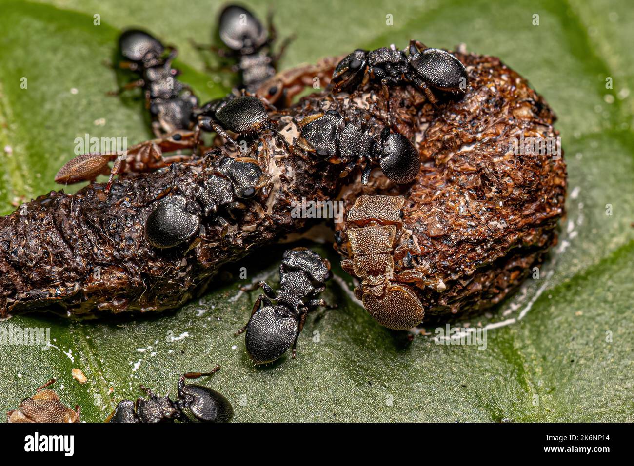 Adult Turtle Ants of the genus Cephalotes eating feces on a leaf Stock ...