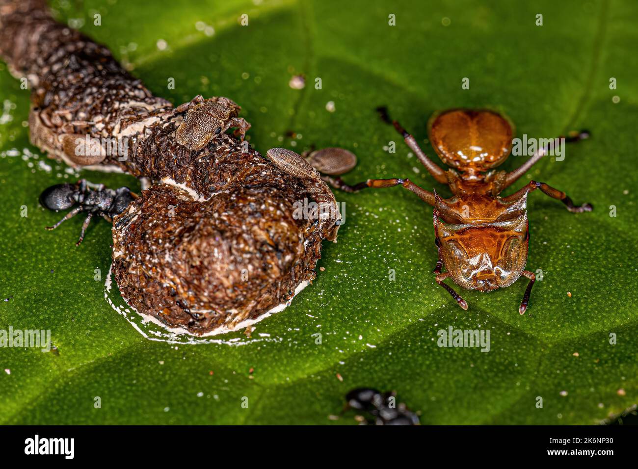 Adult Turtle Ants of the genus Cephalotes eating feces on a leaf Stock ...