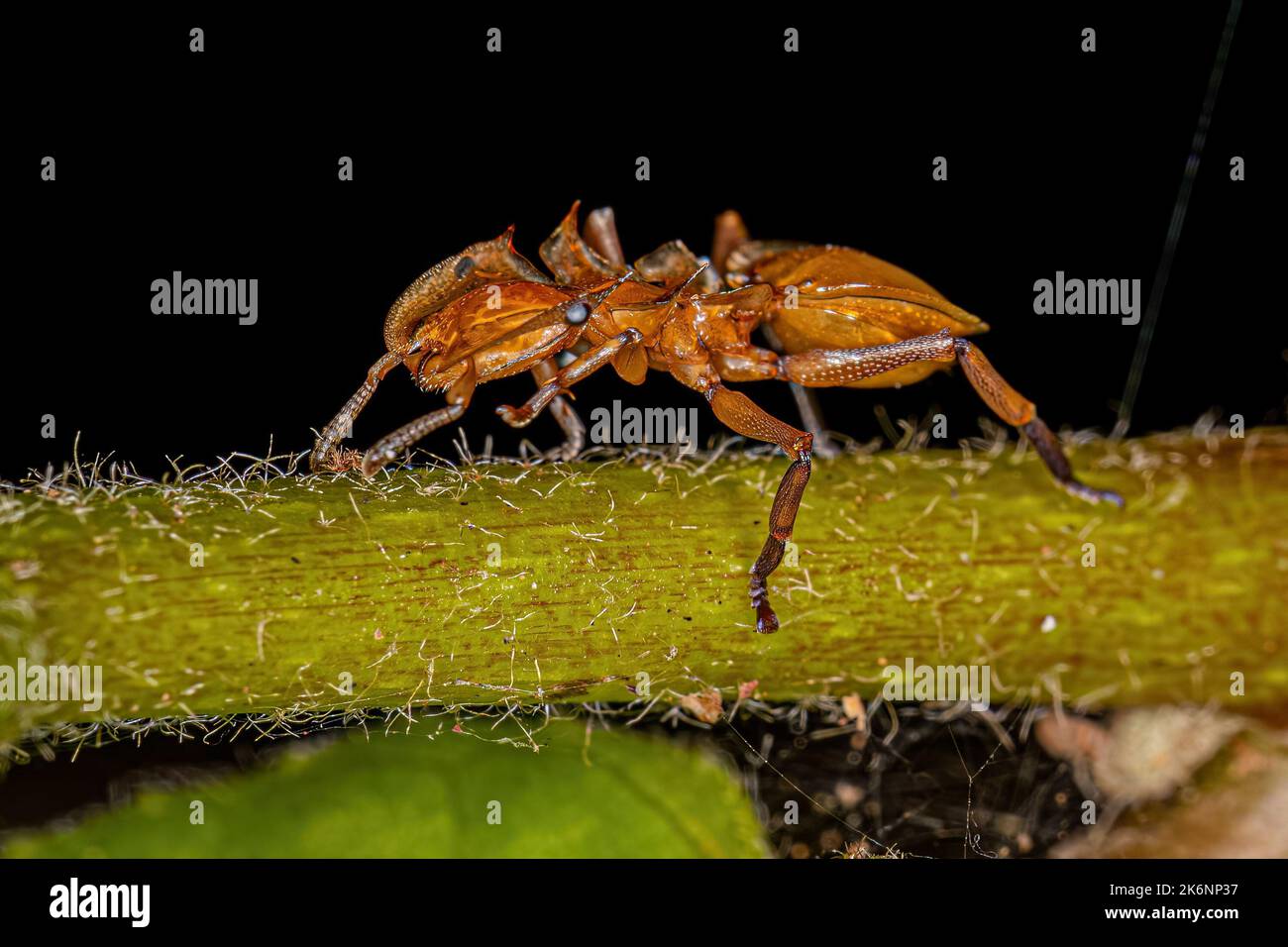Adult Yellow Turtle Ant of the Genus Cephalotes Stock Photo - Alamy