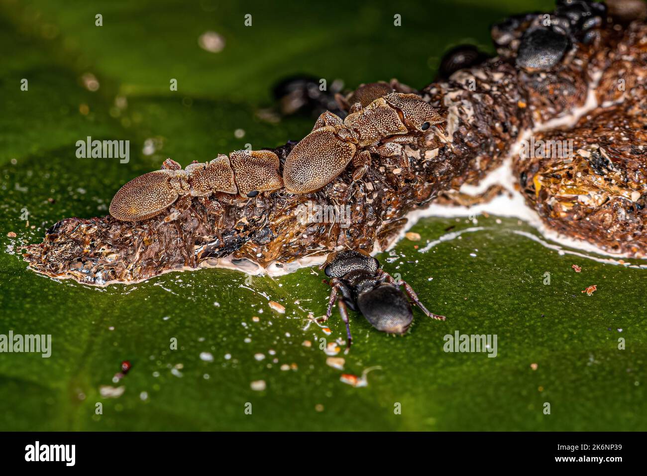 Adult Turtle Ants of the genus Cephalotes eating feces on a leaf Stock ...