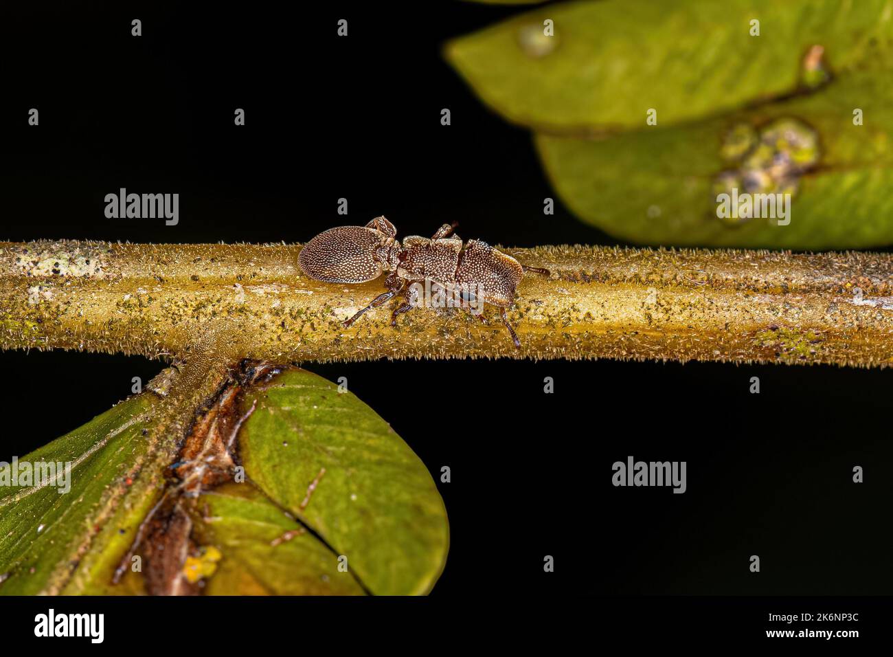 Adult Turtle Ant of the genus Cephalotes Stock Photo - Alamy
