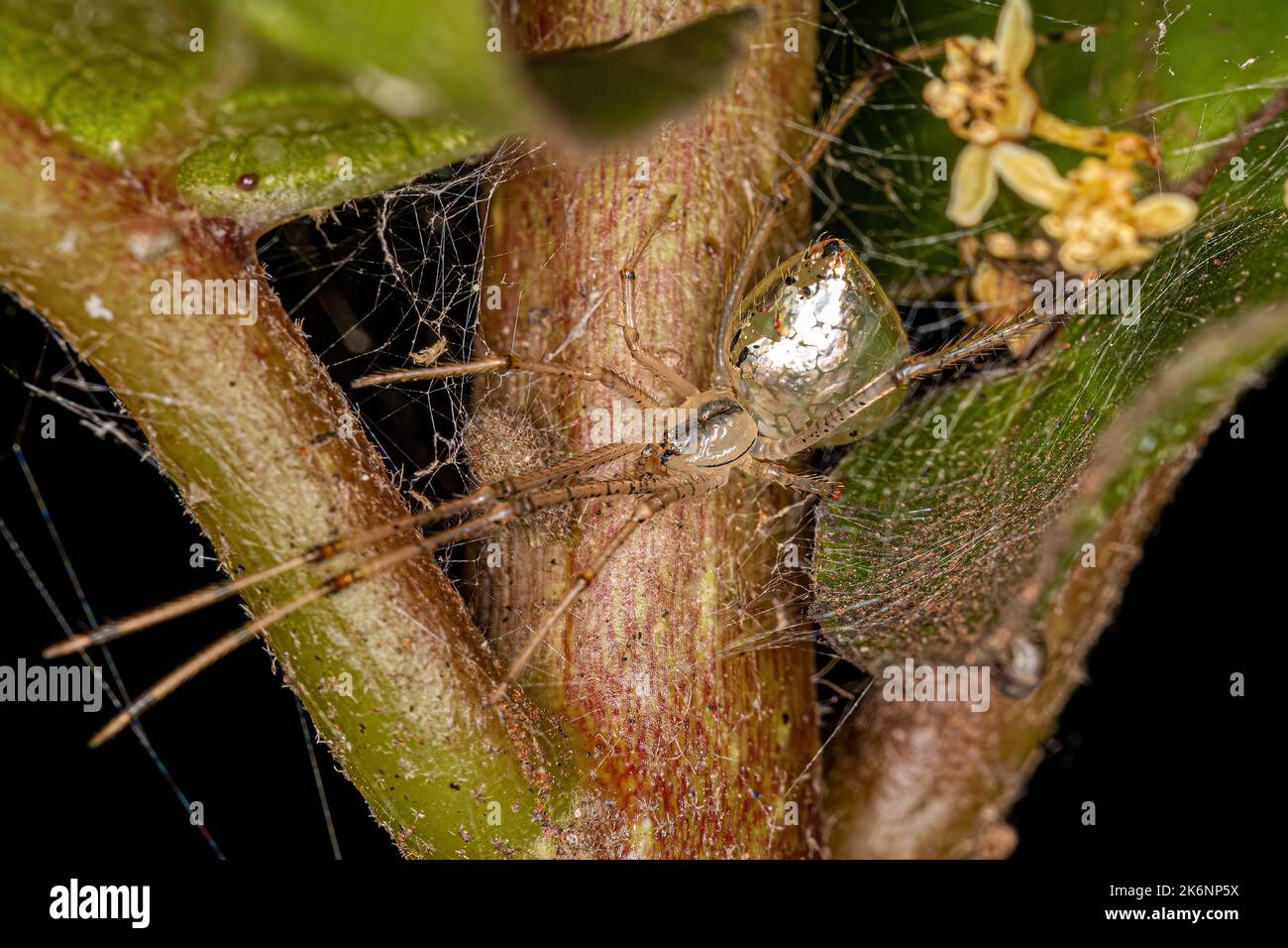 Small Mirror-ball Spider of the Genus Thwaitesia Stock Photo - Alamy