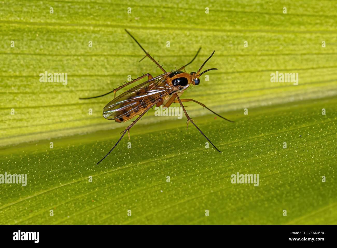 Adult Fungus Gnat of the Family Mycetophilidae Stock Photo - Alamy