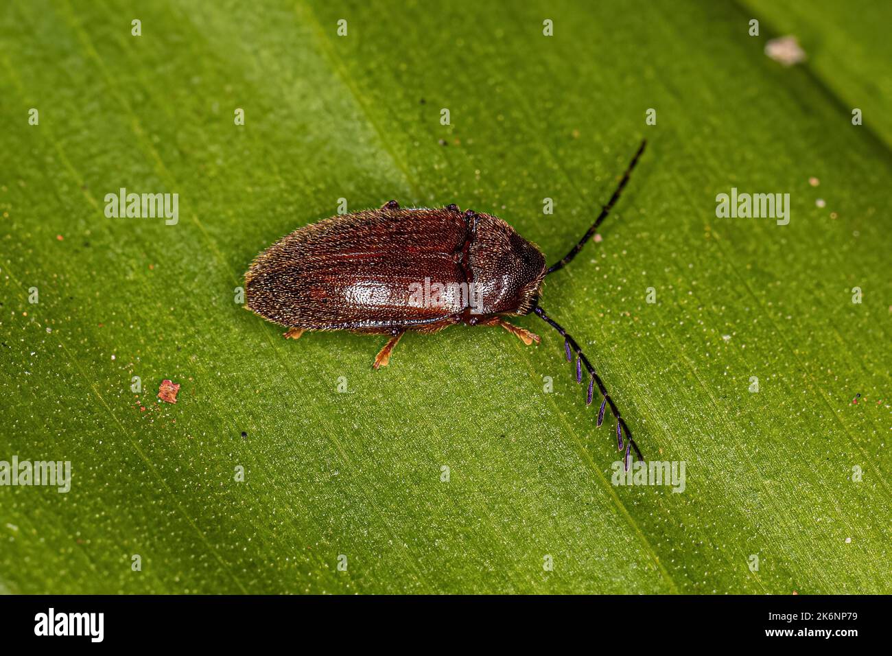 Adult Toe-winged Beetle of the Family Ptilodactylidae Stock Photo - Alamy