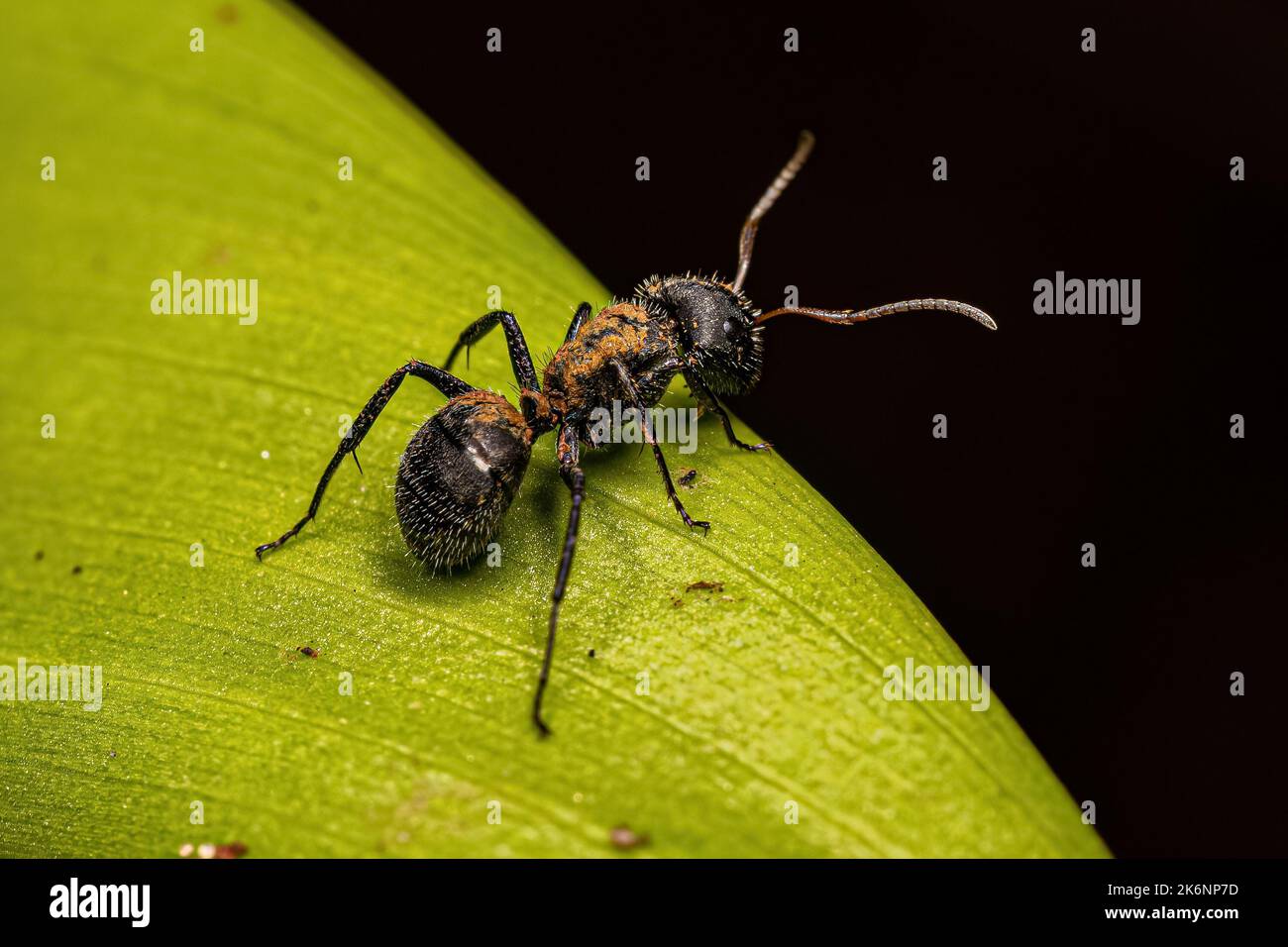 Adult Female Carpenter Ant of the genus Camponotus Stock Photo - Alamy
