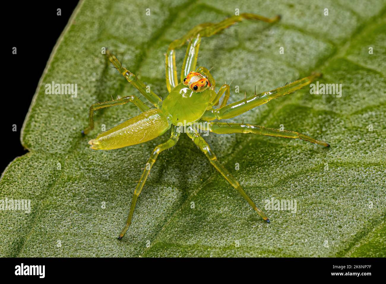 Translucent green jumping spider hi-res stock photography and images ...