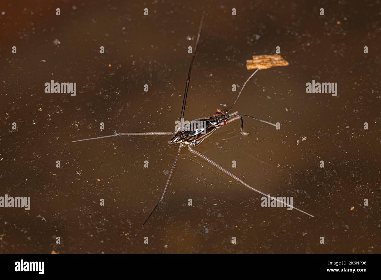 Striped water strider hi-res stock photography and images - Alamy