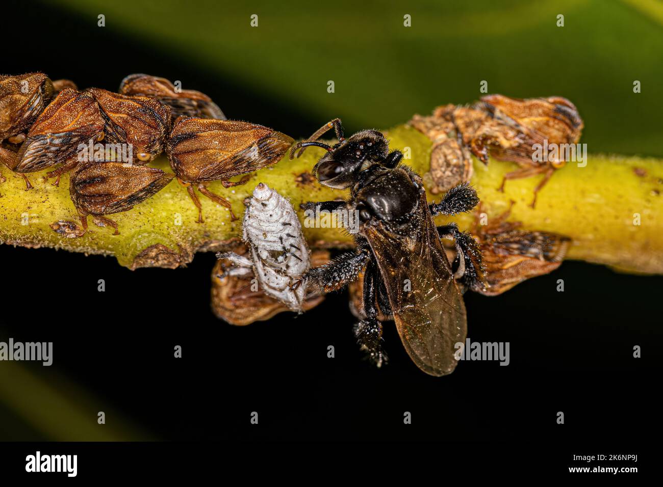 Adult Typical Treehoppers of the Family Membracidae and an Adult Female ...