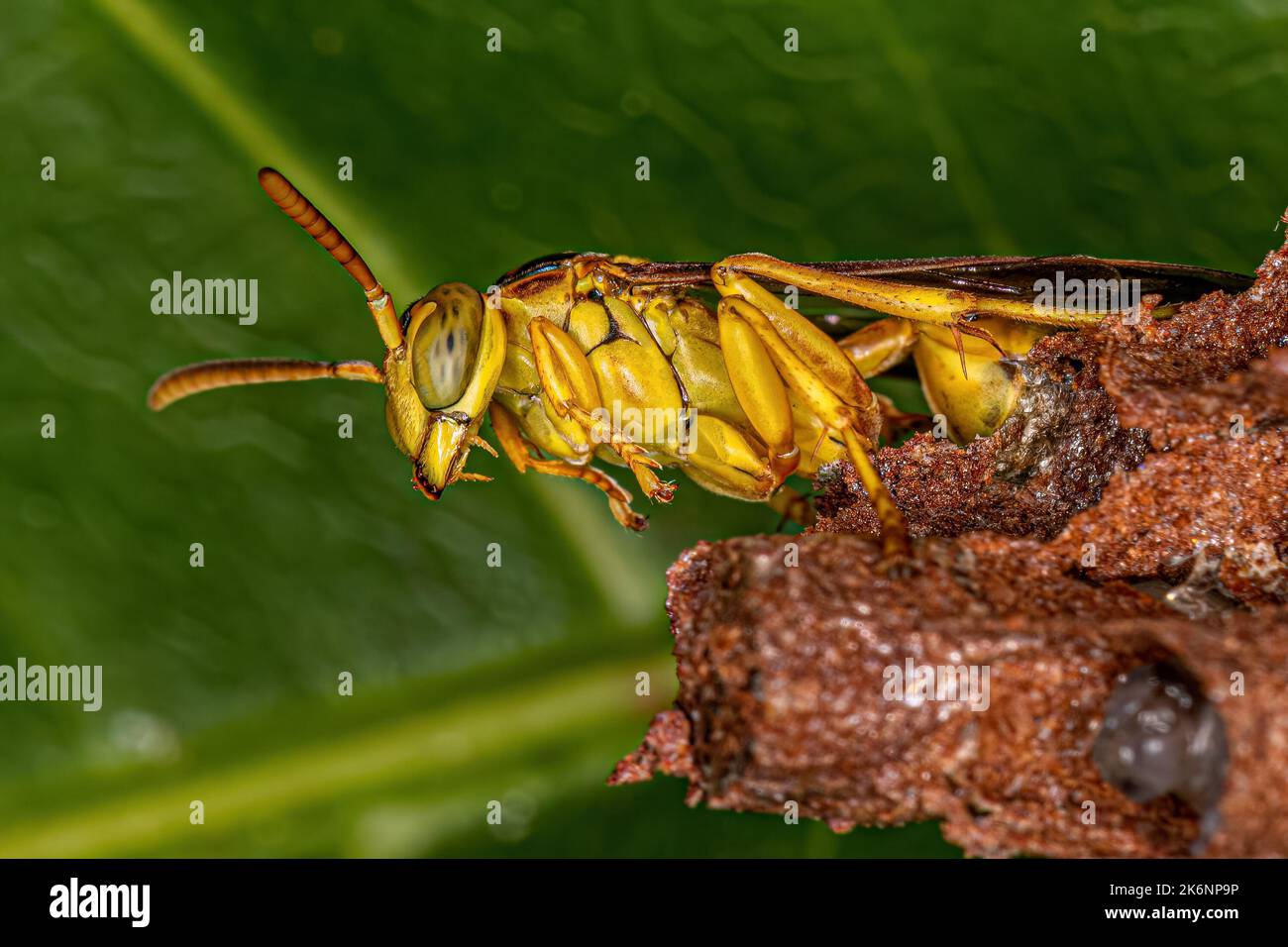 Adult Long-waisted Paper Wasp of the Genus Mischocyttarus Stock Photo ...