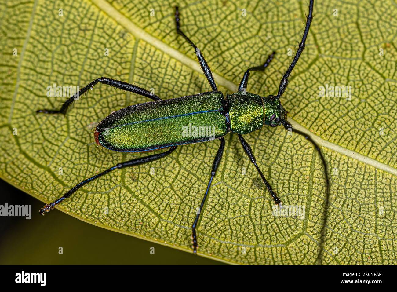 Cucujiform beetle hi-res stock photography and images - Alamy