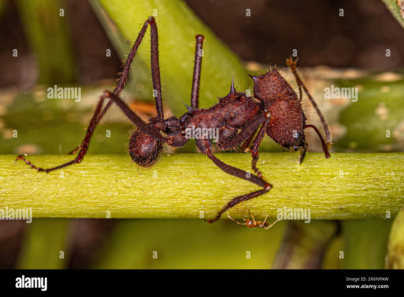 Adult Atta Leaf-cutter Ant of the Genus Atta Stock Photo - Alamy