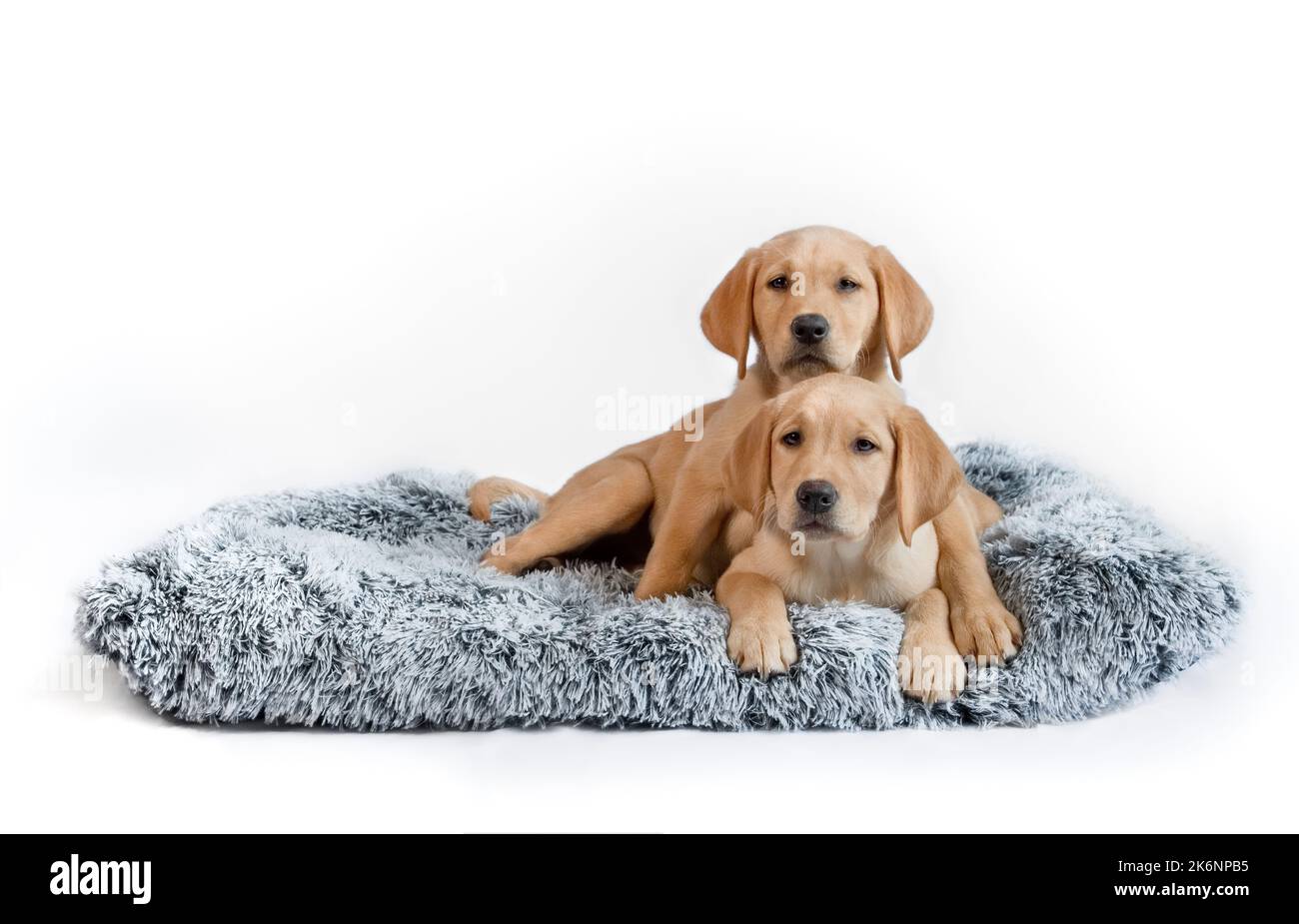 Labrador puppy's in dog bed Stock Photo - Alamy